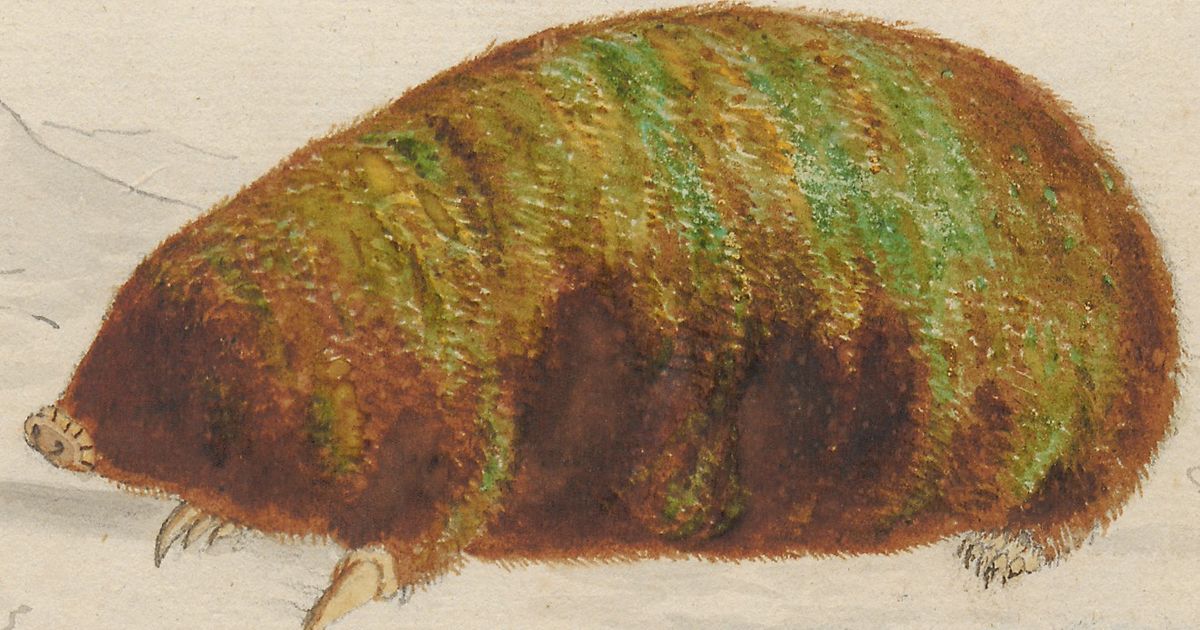 Svetlucava zlatna krtica ponovo pronađena posle više od 80 godina ...